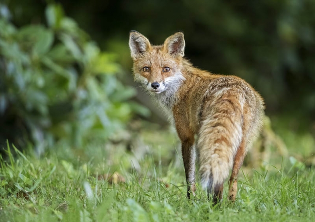 A Red Fox looks back as it begins to walk away. CREDITS: Scott Suriano ...