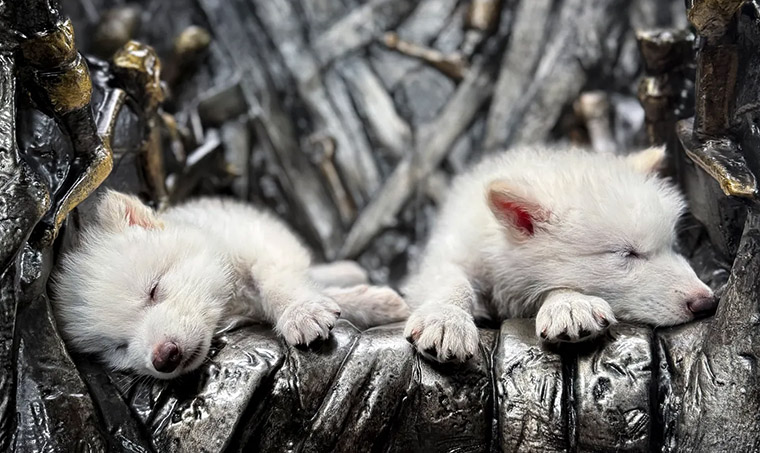 Scientific Community Shames Bio Company’s Dire Wolf ‘De-Extinction ...